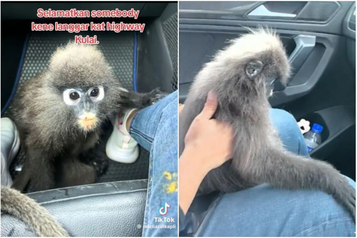 Drenched, injured monkey’s highway rescue in Malaysia goes viral | The ...