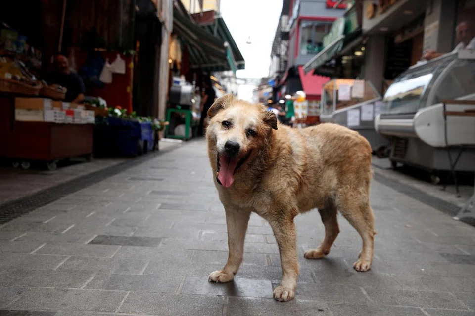 Turkey passes law to get stray dogs off the streets and into shelters ...