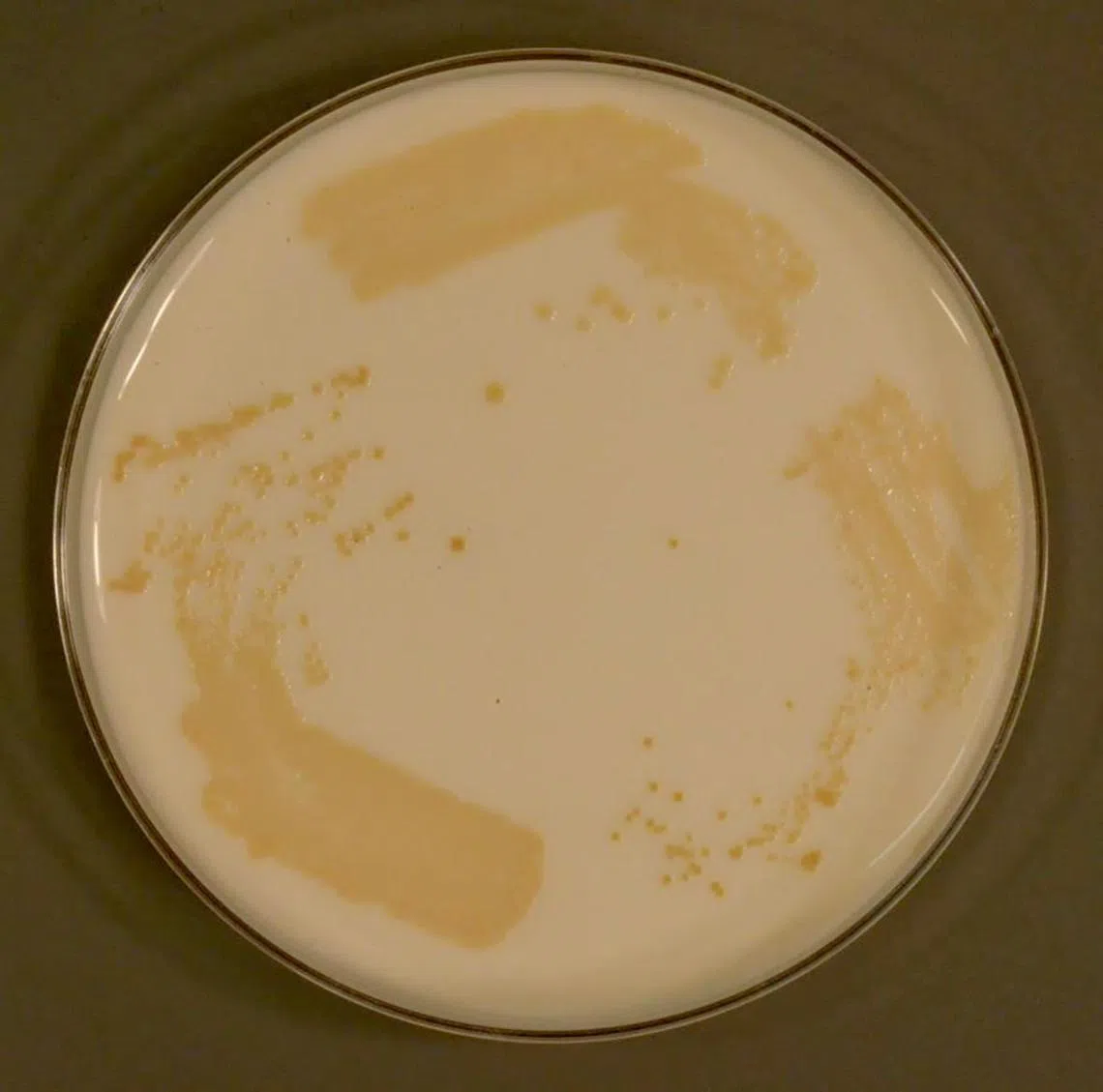 Singapore researchers discover new variant of highly infectious ...