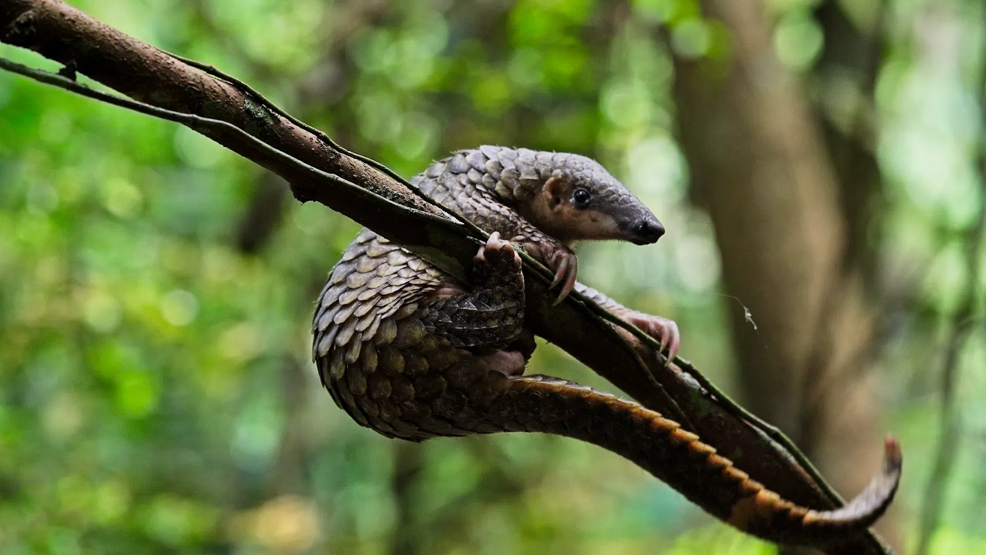 The vigilant cyclist: One man’s love for nature shows how individuals ...