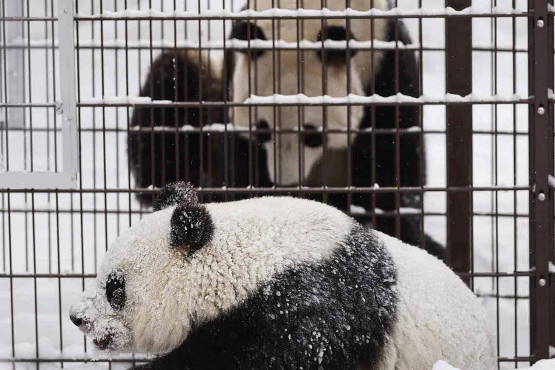 Finland zoo returns giant pandas to China over cost | The Straits Times