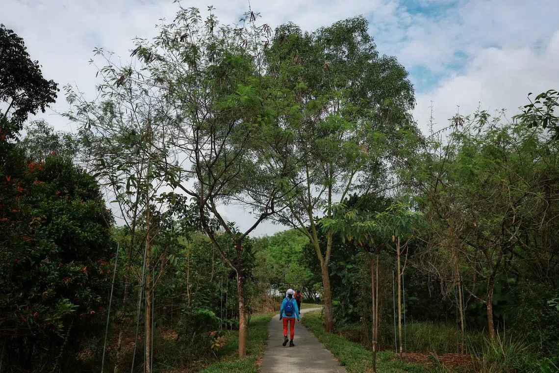 Northern stretch of Rail Corridor opens to offer 21km of green trails ...