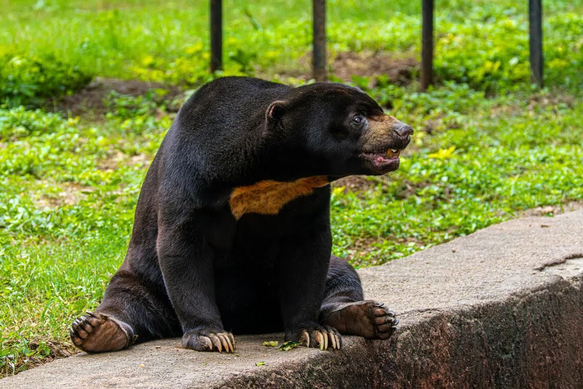 Residents in Terengganu village on edge as hungry sun bear targets ...