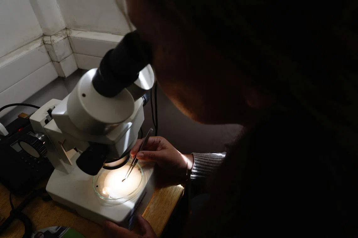 Chile's resilient Patagonian Ice Dragon insect at risk from dwindling ...