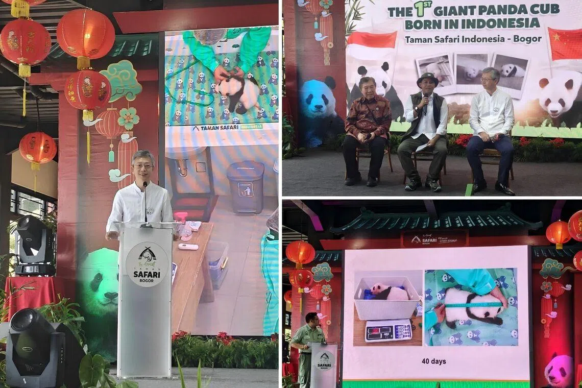 China praises Indonesia on first ever panda cub’s birth | The Straits Times