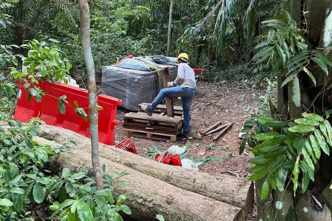 Unauthorised clearance of trees in nature reserve planted under ...