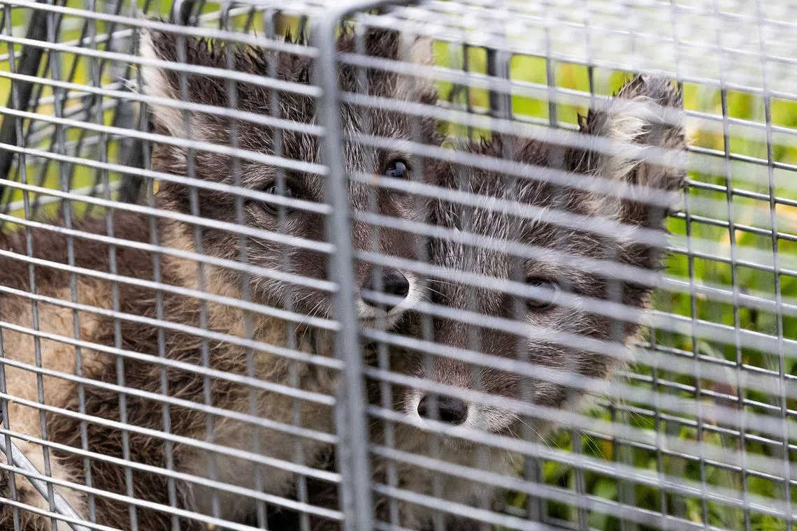 Norway gives Arctic foxes a helping hand amid climate woes | The ...