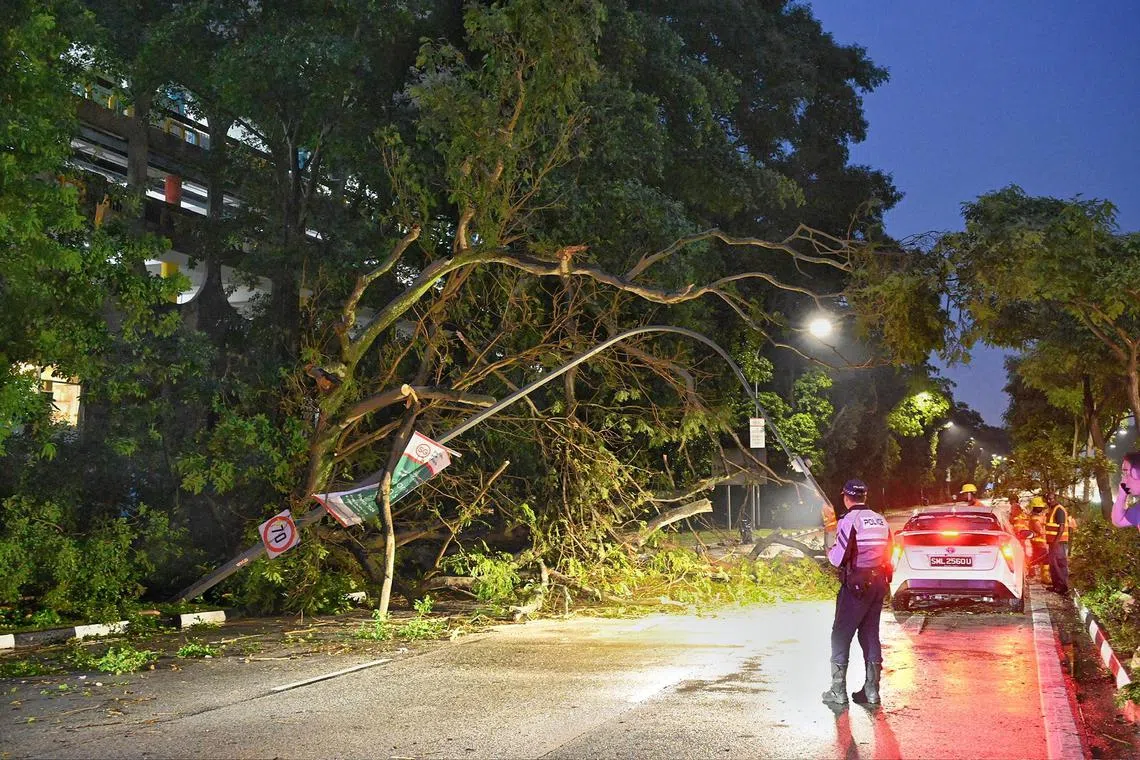 Fallen tree blocks Nicoll Highway towards National Stadium for over 3 ...