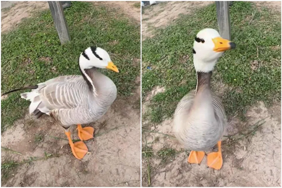 Outrage in China after star goose kicked to death by woman at tourist ...