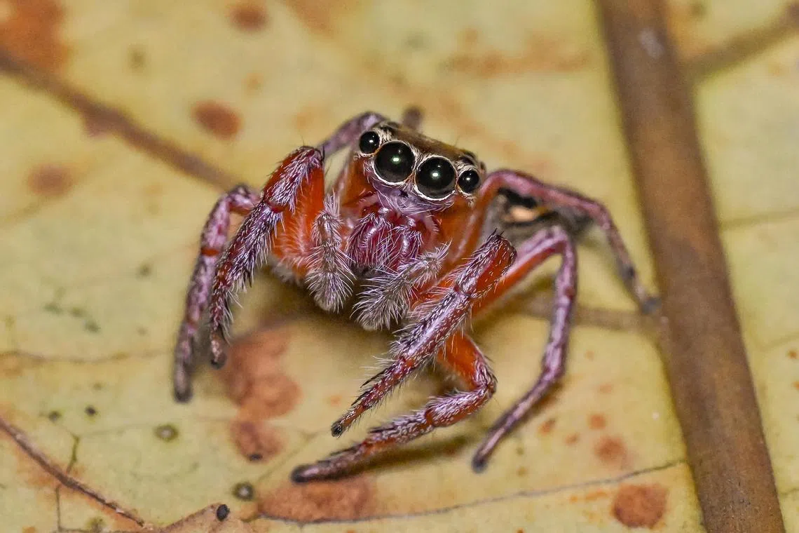On the ground at night with Singapore’s Spider-men | The Straits Times