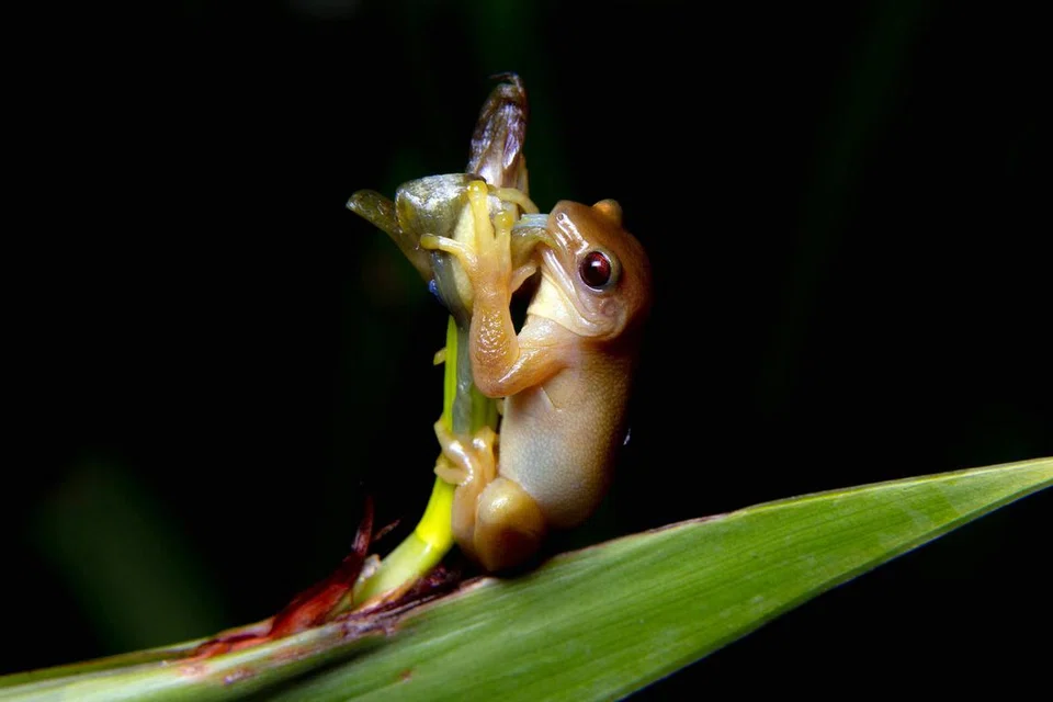 Brazilian tree frogs may be the first known amphibian pollinators | The ...