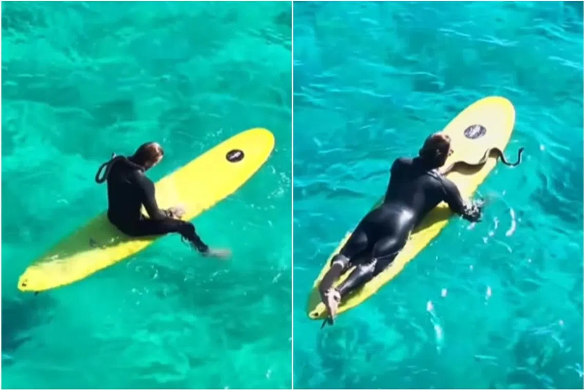 Snake no mistake: Australian fined for surfing with python | The Straits Times