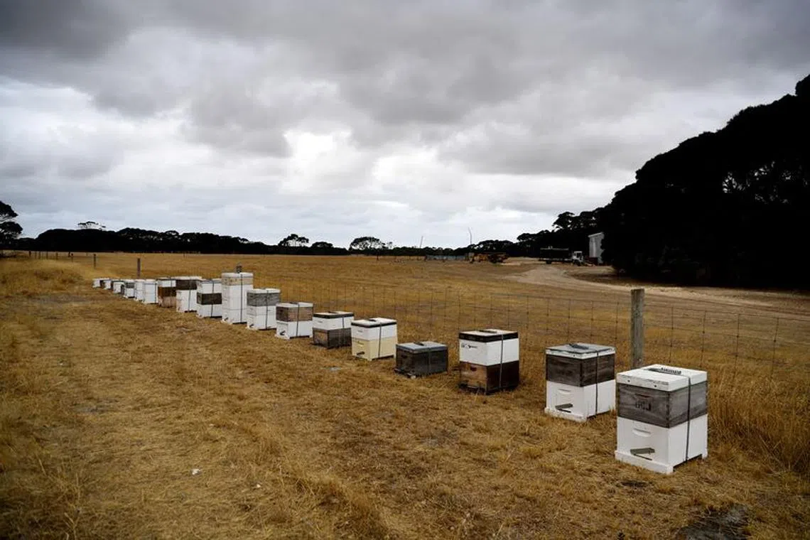 Australia abandons efforts to eradicate deadly honey bee parasite | The ...