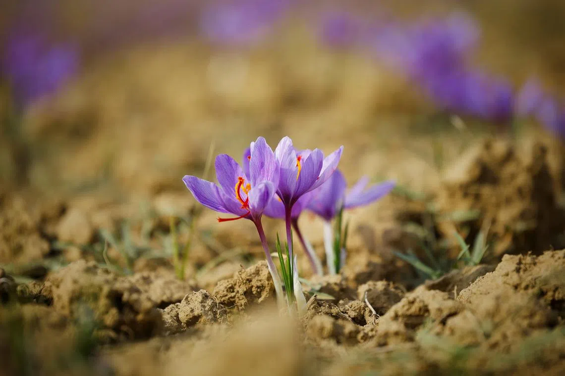 Kashmir's saffron growers experiment with indoor farming as climate ...