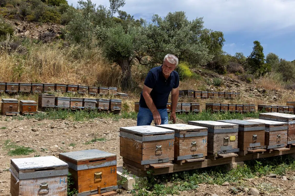 Air from beehives comforts patients in Turkey | The Straits Times