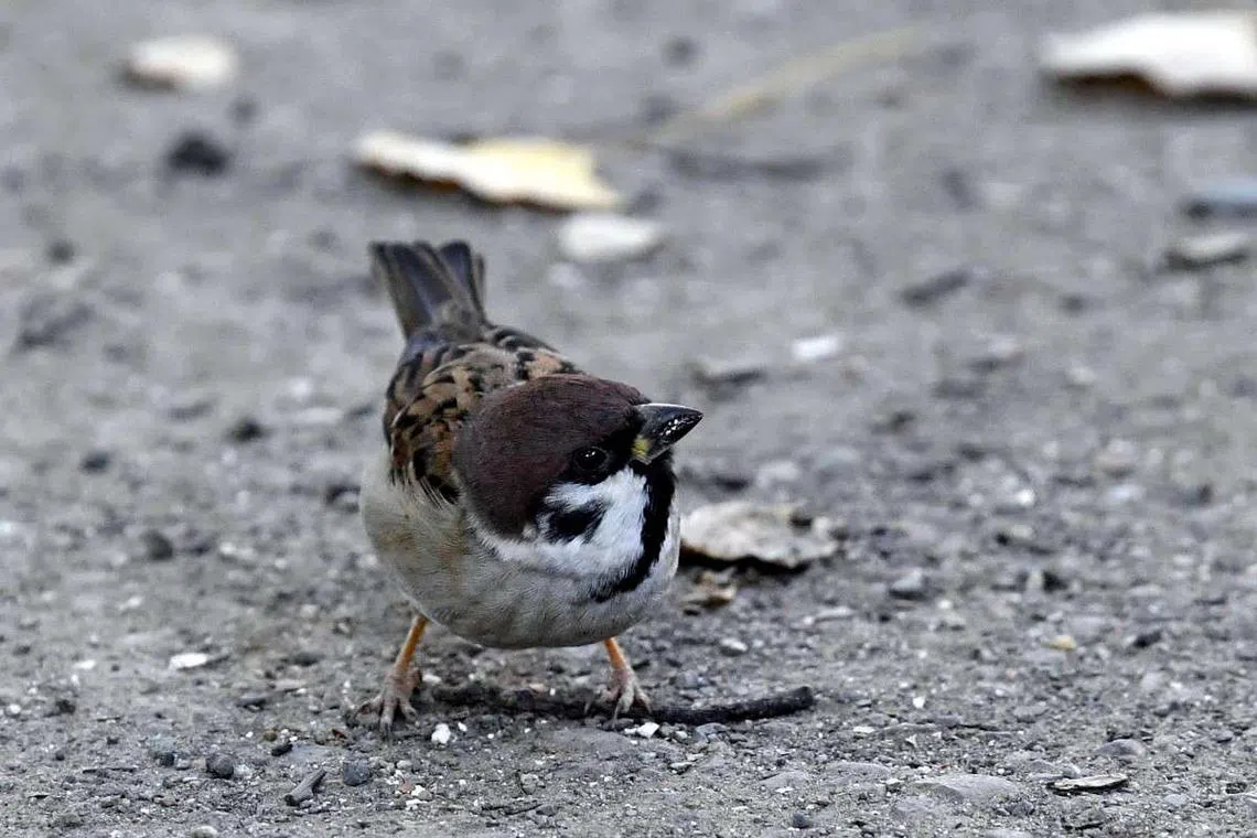 Population of 16 common bird species in sharp decline in Japan | The ...