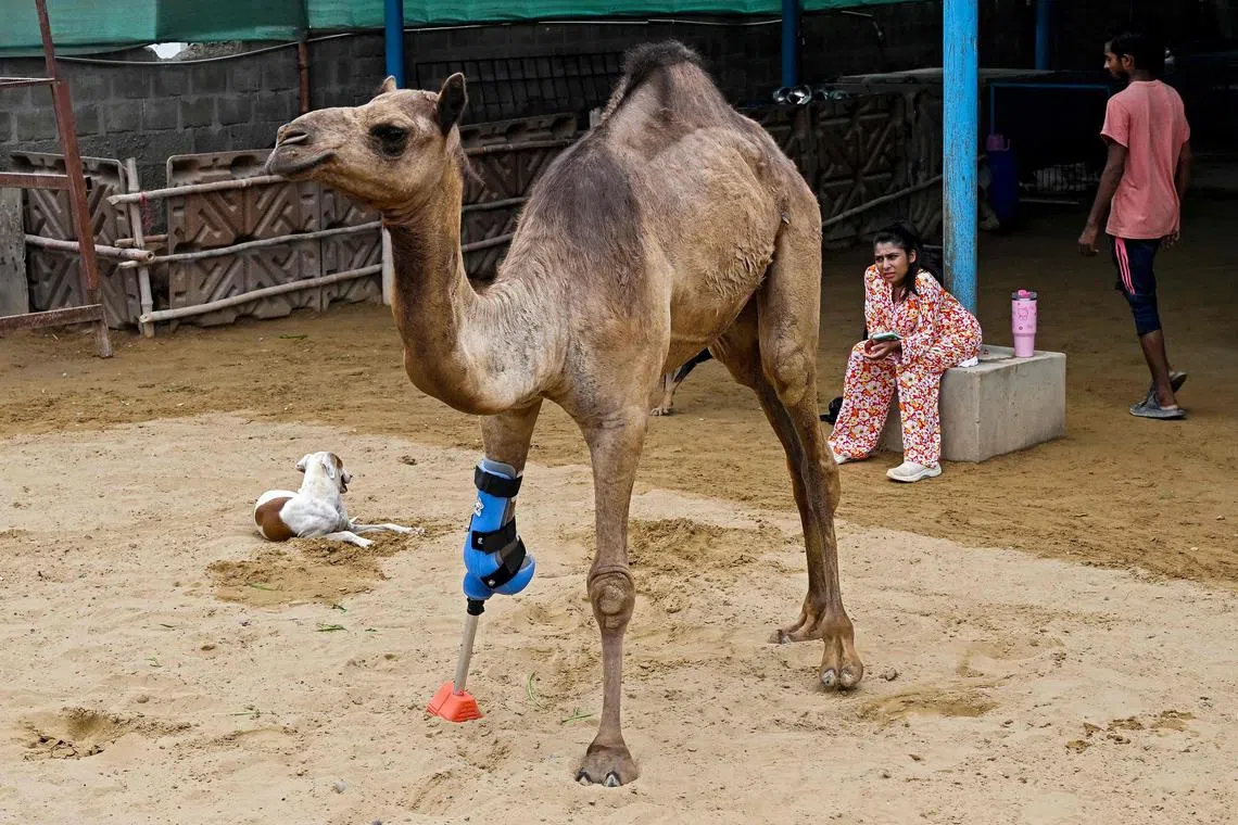 Camel in Pakistan learns to walk with a prosthetic leg | The Straits Times