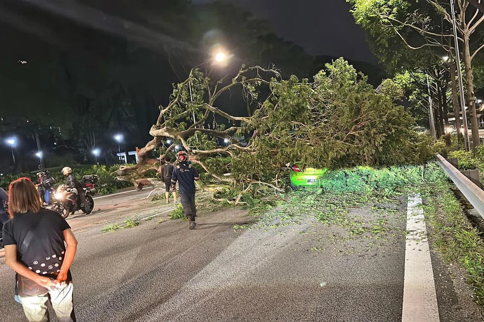 What should I do if a tree falls on me or my property? | The Straits Times