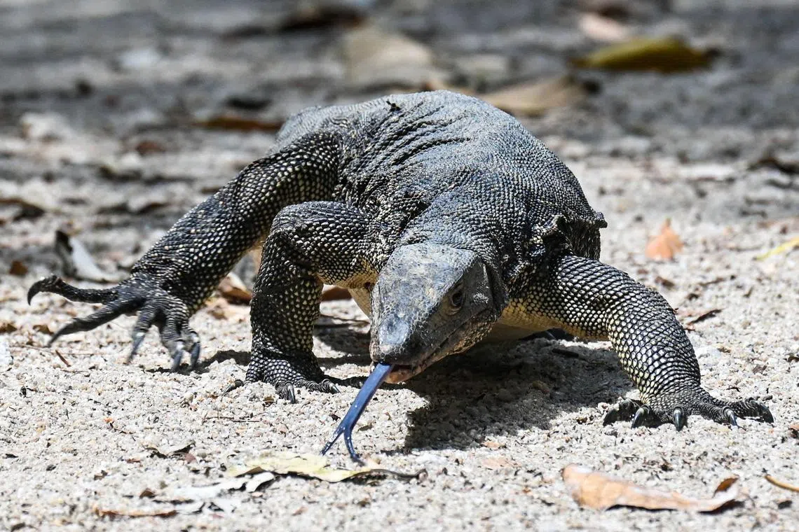 Give me a push, will ‘ya? Monstrous monitor lizards seen crawling into ...