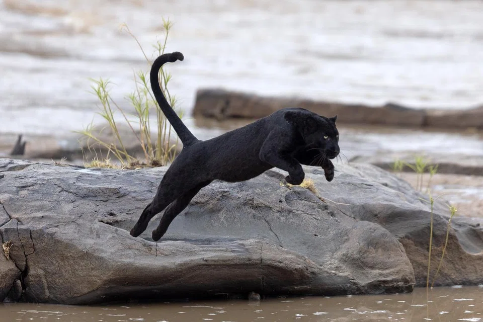 Rare black panther photographed in Africa | The Straits Times