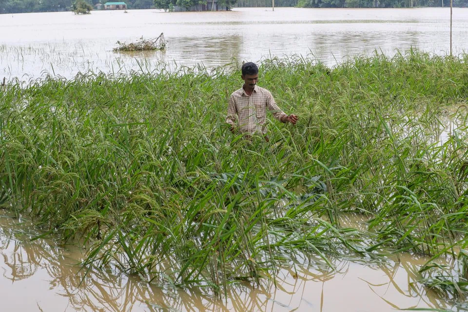 Floods destroy 1.1 million tonnes of rice in Bangladesh | The Straits Times