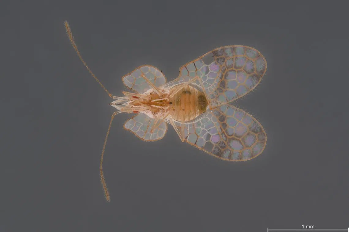 A lace bug, last observed in 1917, rediscovered at S’pore Botanic ...