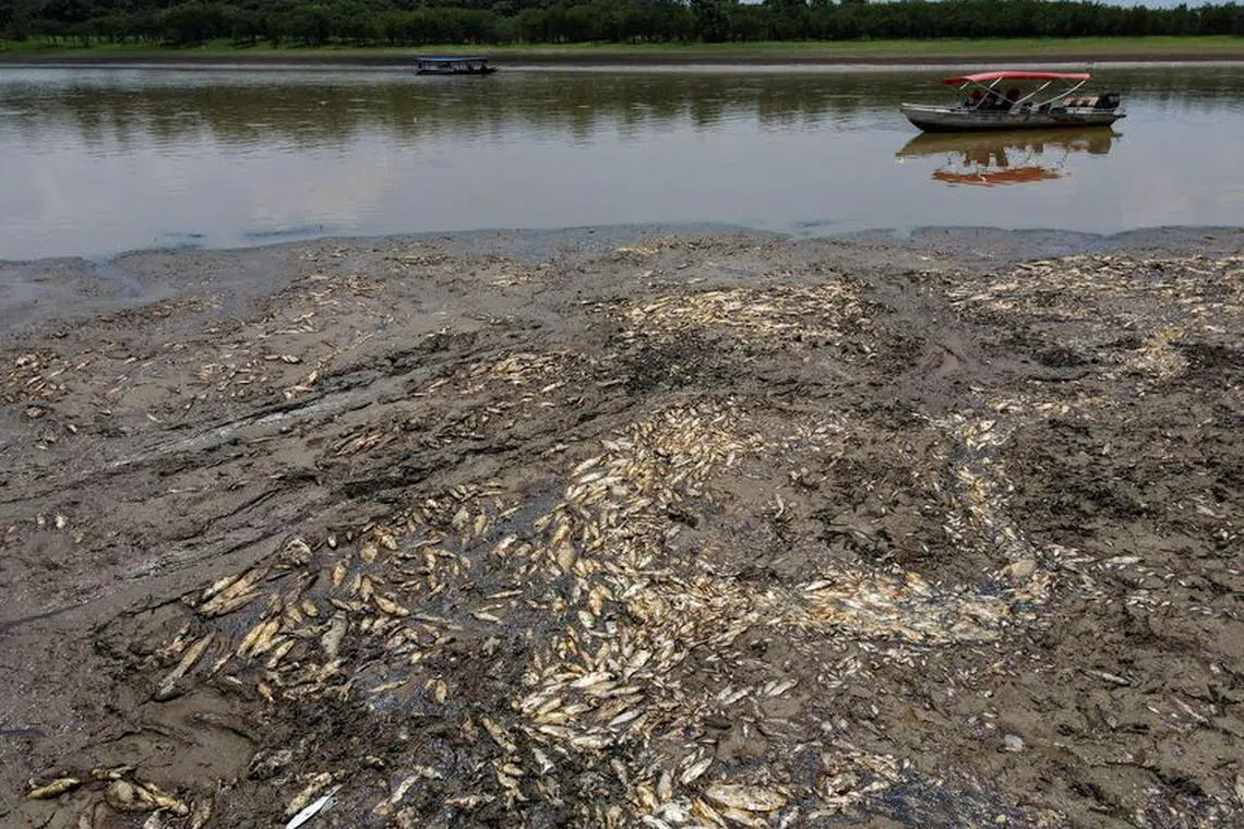 Brazil sets up task force for unprecedented drought in Amazon -minister ...