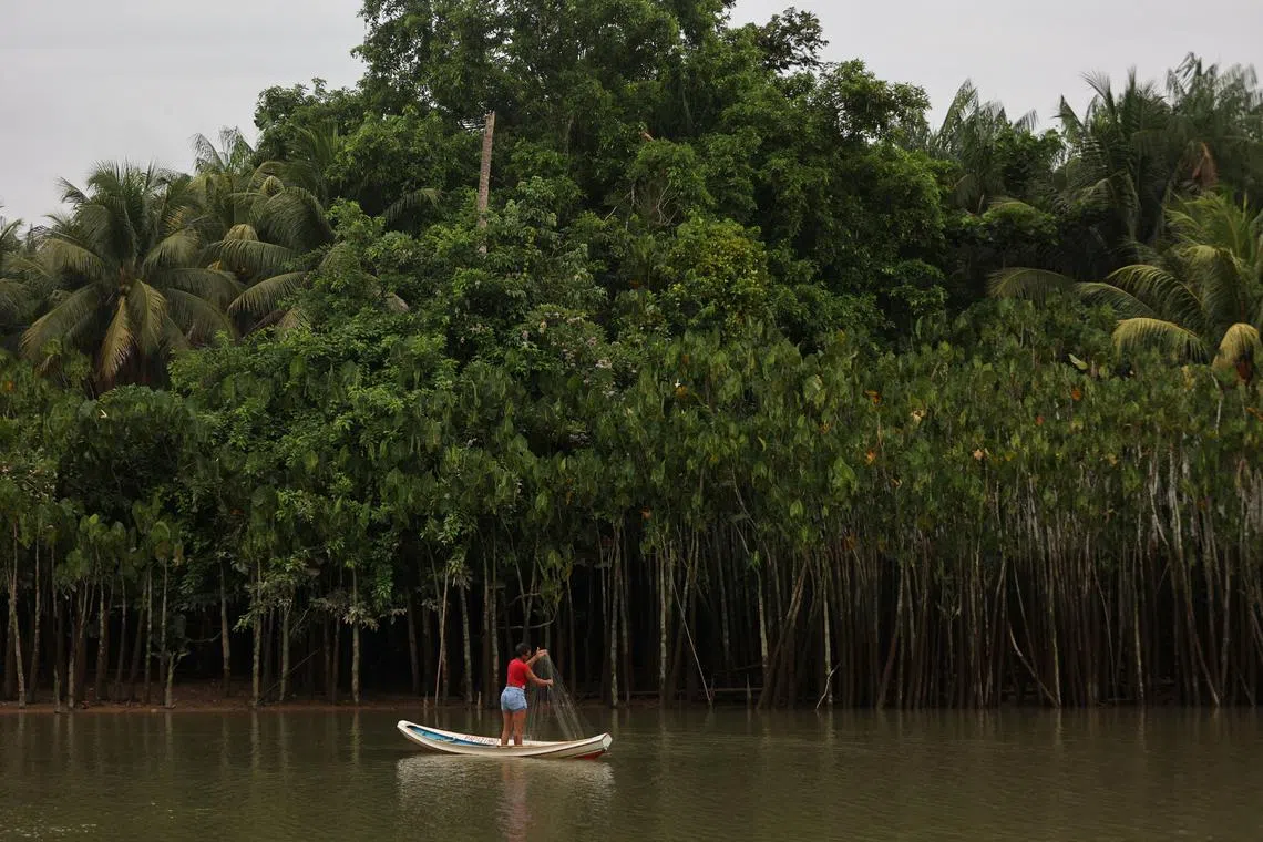 In the Amazon, women lead efforts to grow acai berry production | The ...