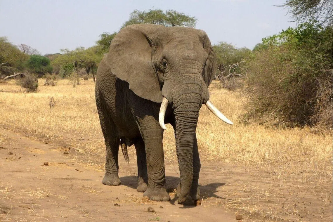 Three killed in Uganda after crashing into elephant | The Straits Times