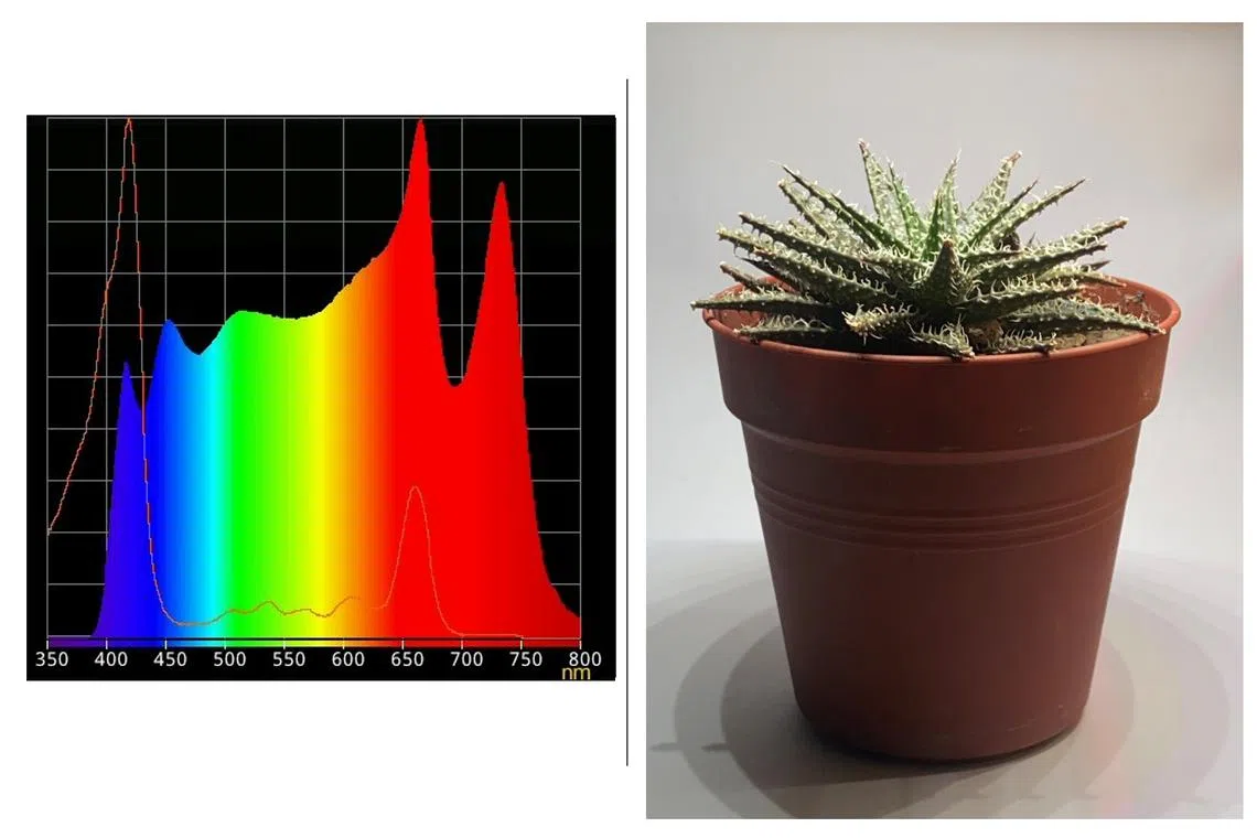 Plant Parenting: A guide to LED grow lights | The Straits Times