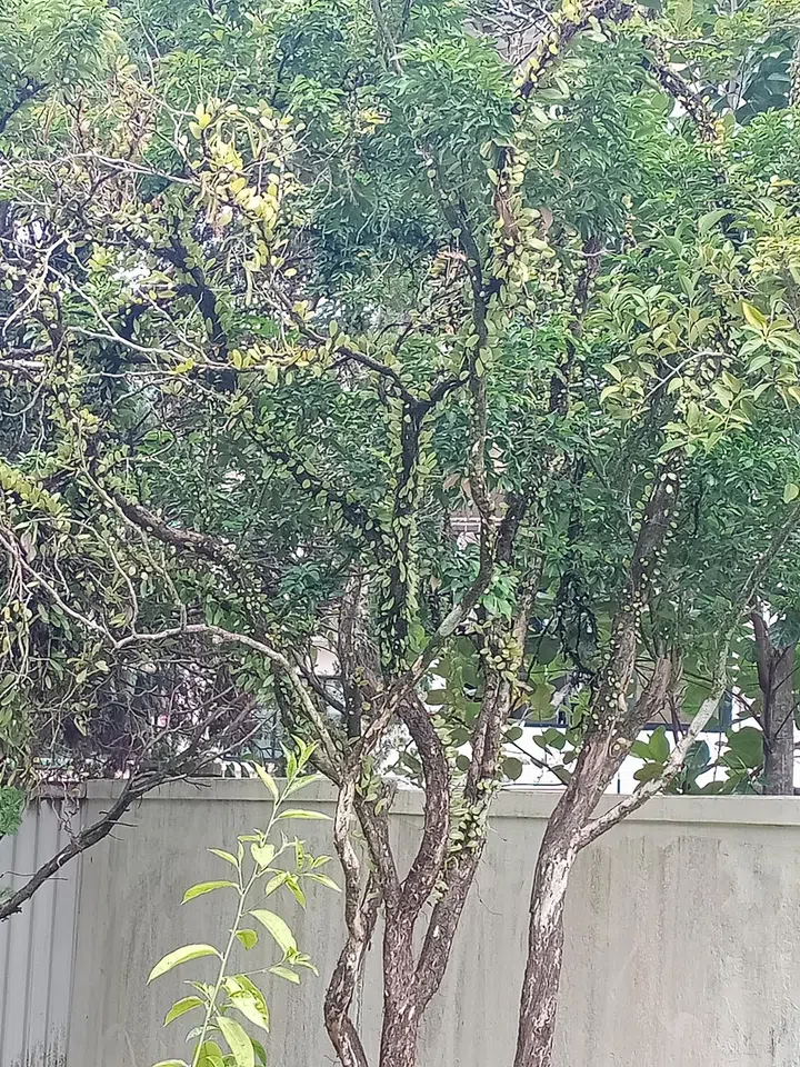 Root Awakening: Spiders are friends of the garden | The Straits Times