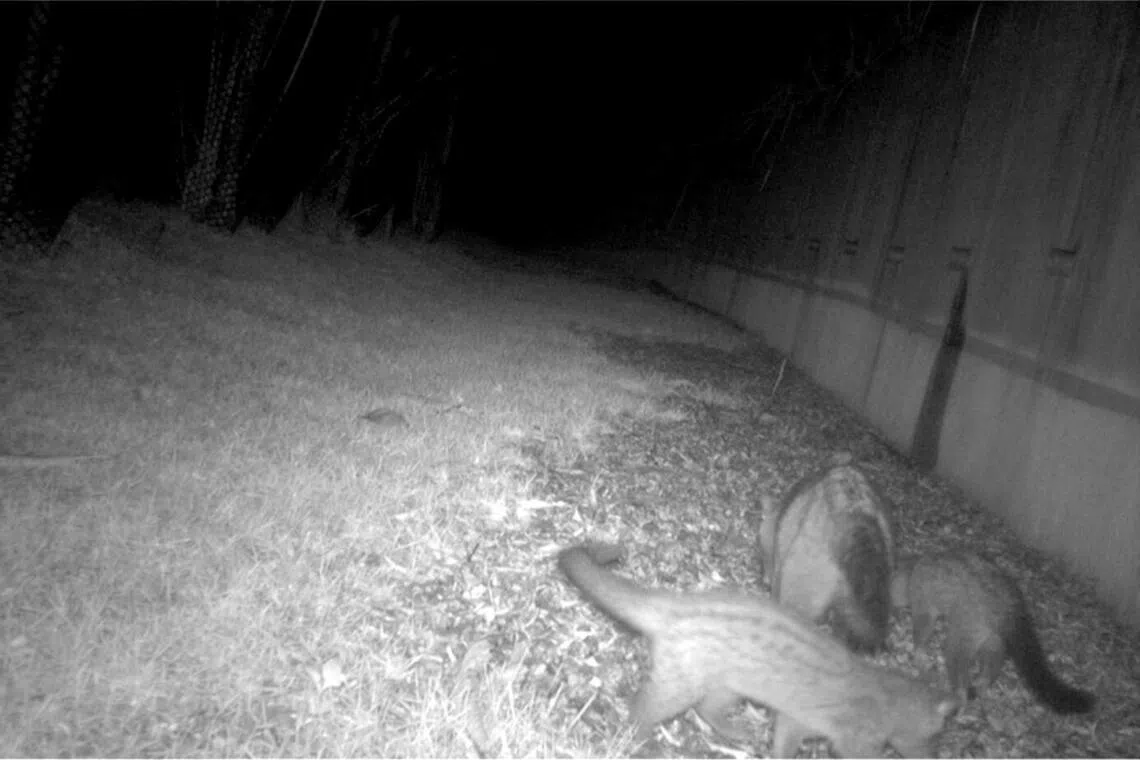 Eye spy: What camera traps have uncovered about wildlife in Singapore ...