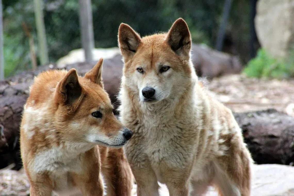 Backlash as Australia kills dingoes after backpacker death | The ...