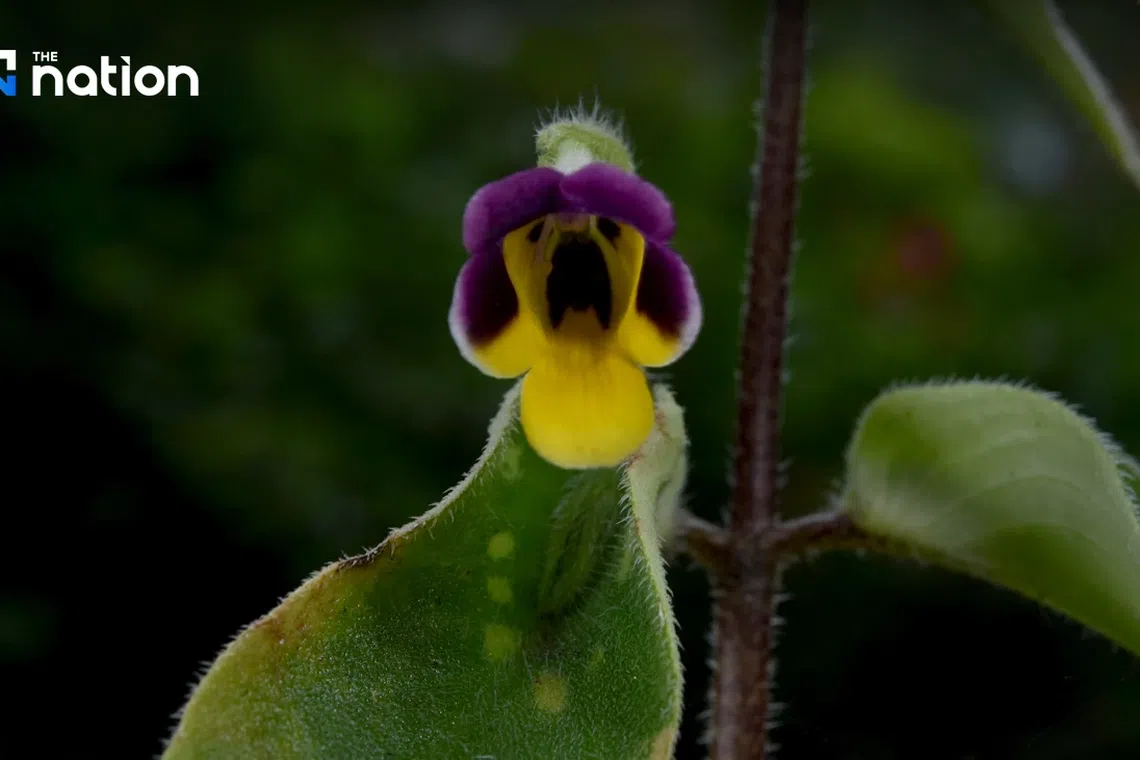 Monkey-faced flower among 4 new plant species discovered in Thailand ...