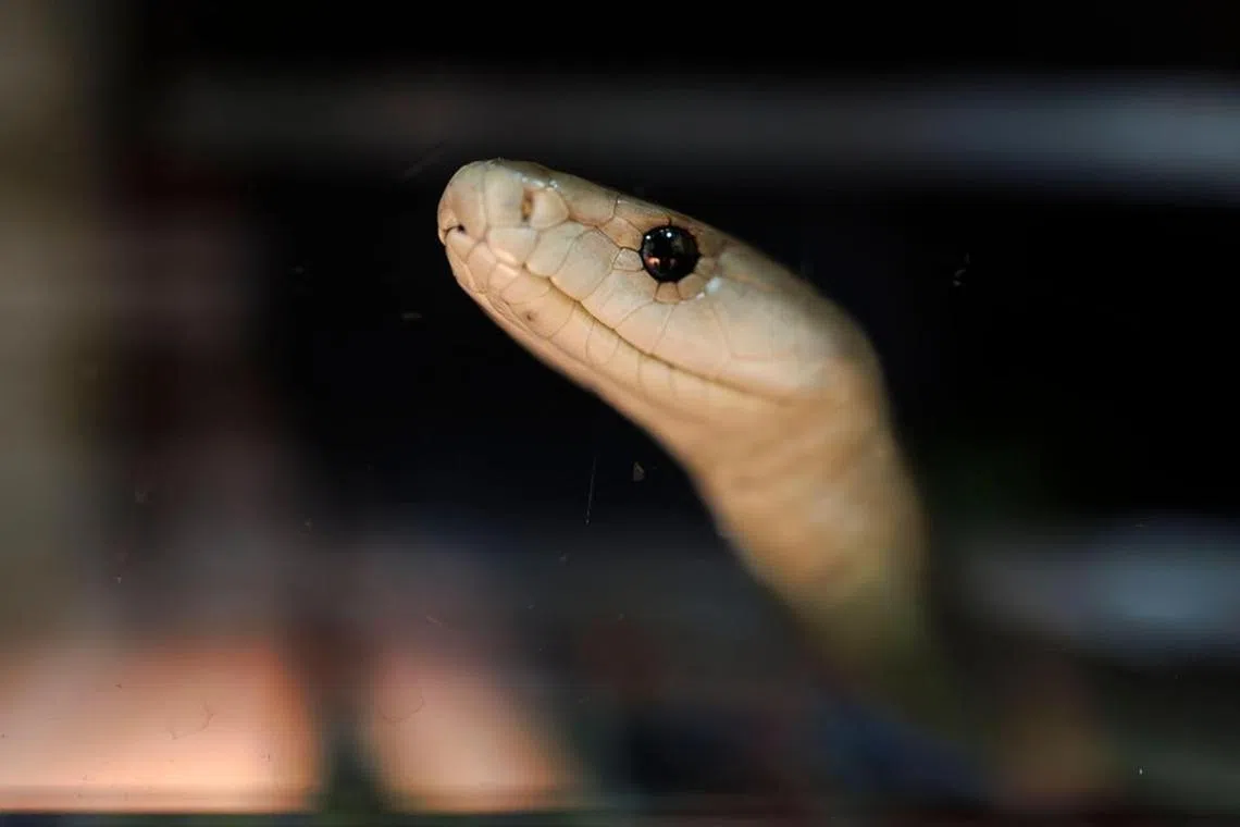 Snakes found on India-bound flight, again, News, Tabla