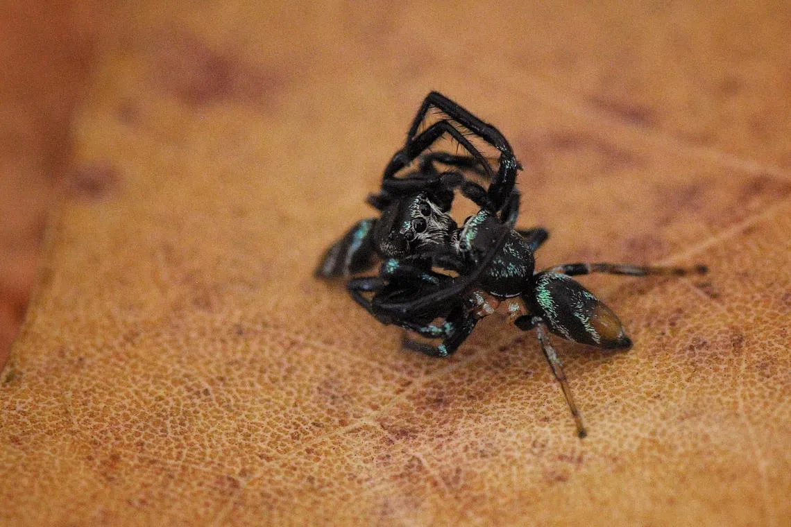 Good ol’ spider fighting days, Community, Tabla