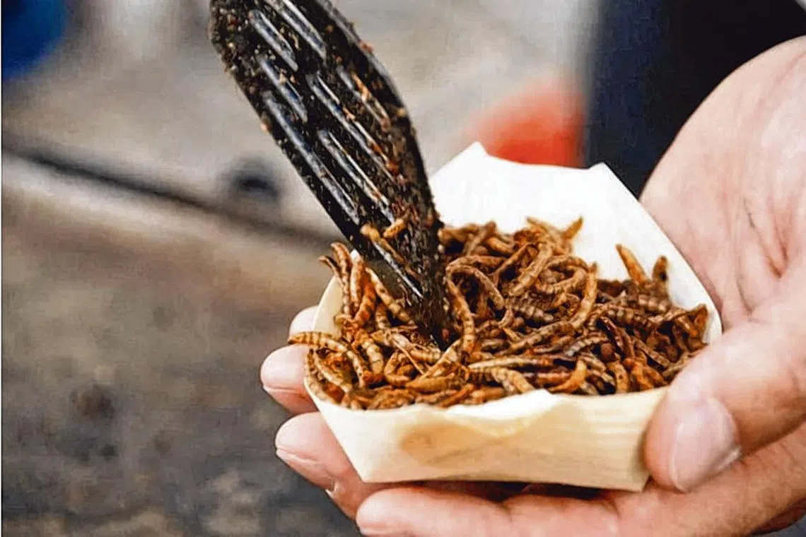 புழு, பூச்சிகளை உணவாக விற்க விரைவில் அனுமதி, சிங்க‌ப்பூர் செய்திகள் ...