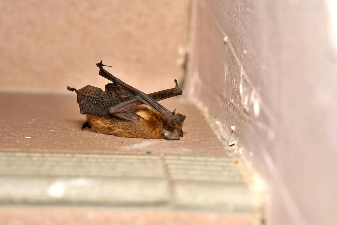 என்டியு வளாகத்தில் விழுந்து கிடந்த 45 வௌவால்கள், சிங்க‌ப்பூர் செய்திகள் ...