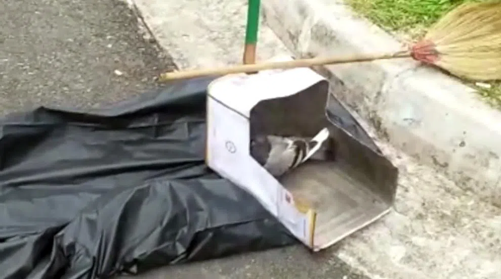 Alleged animal cruelty during pigeon culling operation in Hougang | The ...