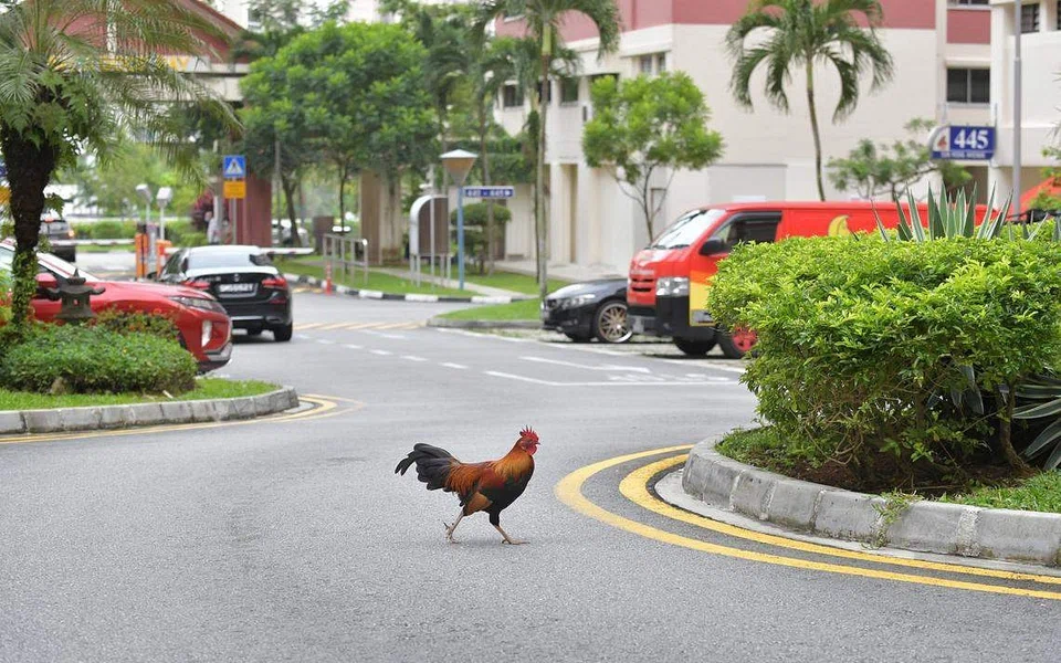 Measures to reduce chicken population in Sin Ming effective so far ...