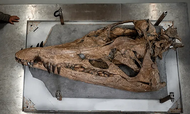 Skull of 'sea monster' that lived over 100 million years ago found off ...