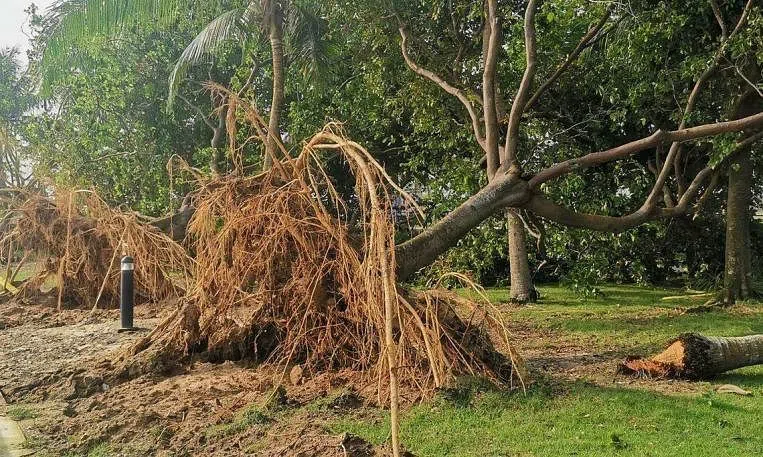 14 trees in Changi Beach Park uprooted after thunderstorm on April 16 ...