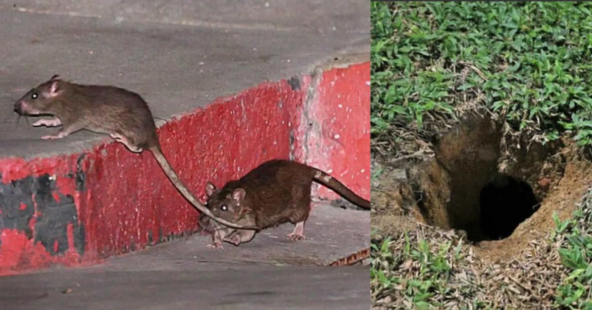 Fast-spawning rats infest Pasir Ris St 21 | The New Paper
