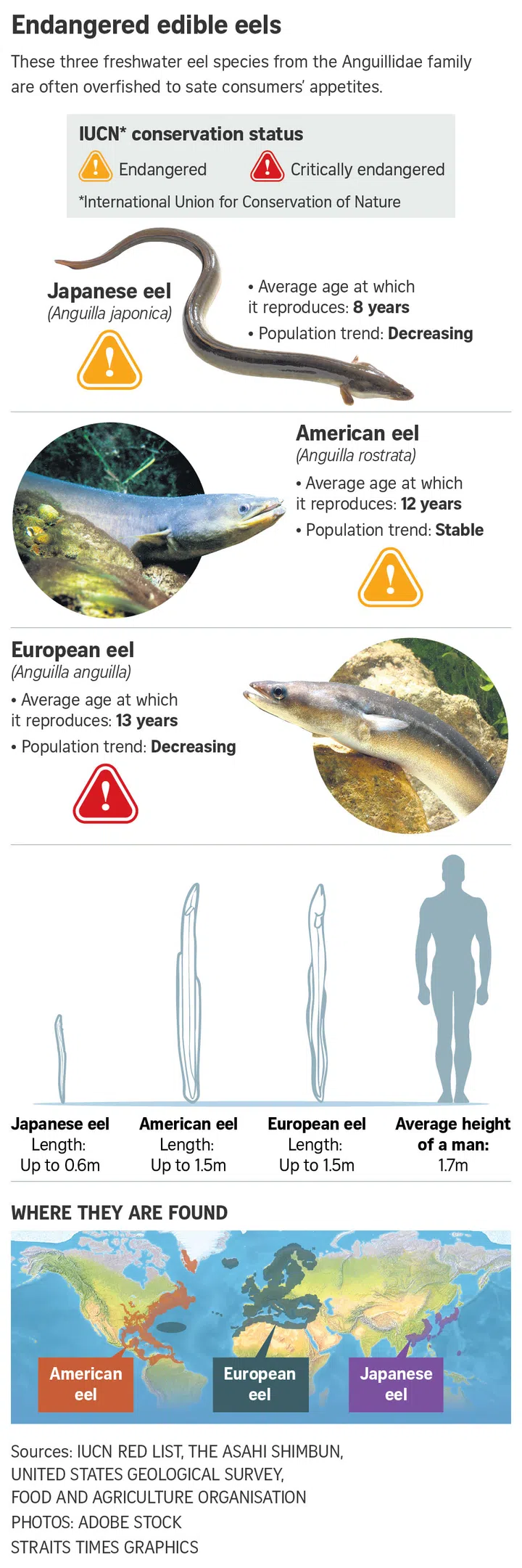 Nearly all unagi in S'pore from endangered eel species: Study | The New ...