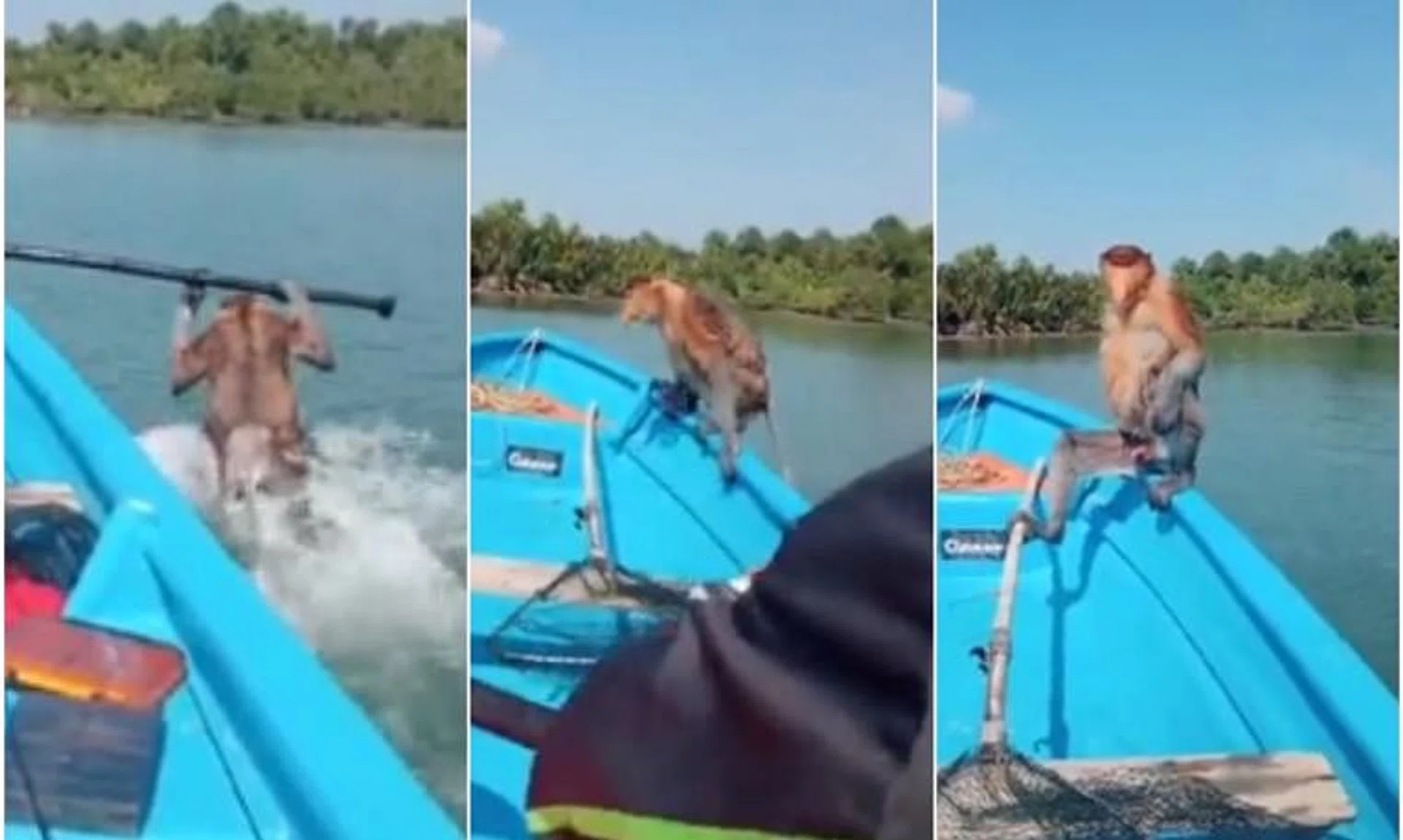 Monkey in Sarawak gets help to cross river from two fishermen | The New ...