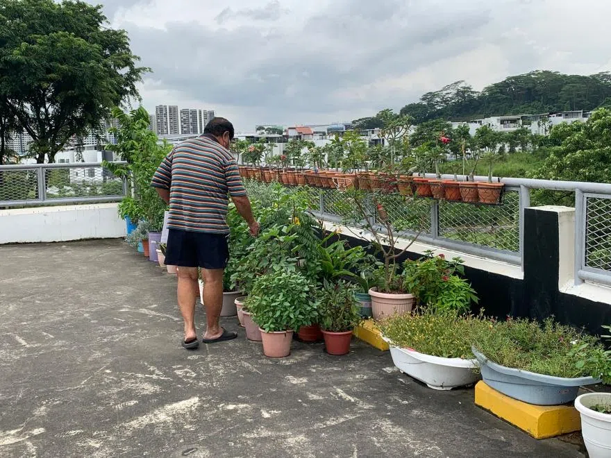 Bukit Batok rooftop community garden allowed to stay | The New Paper