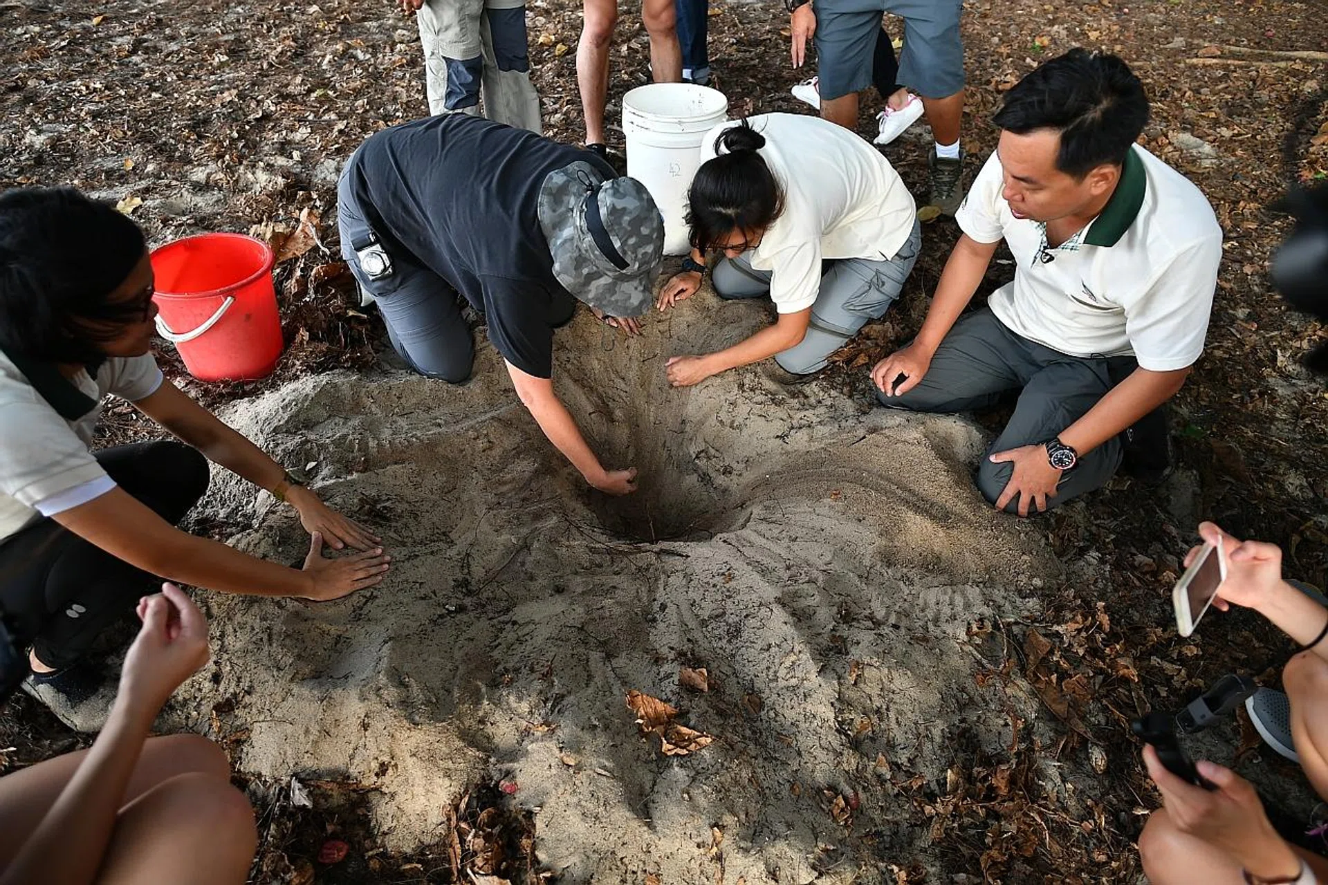 Turtle eggs rescued from East Coast Park | The New Paper