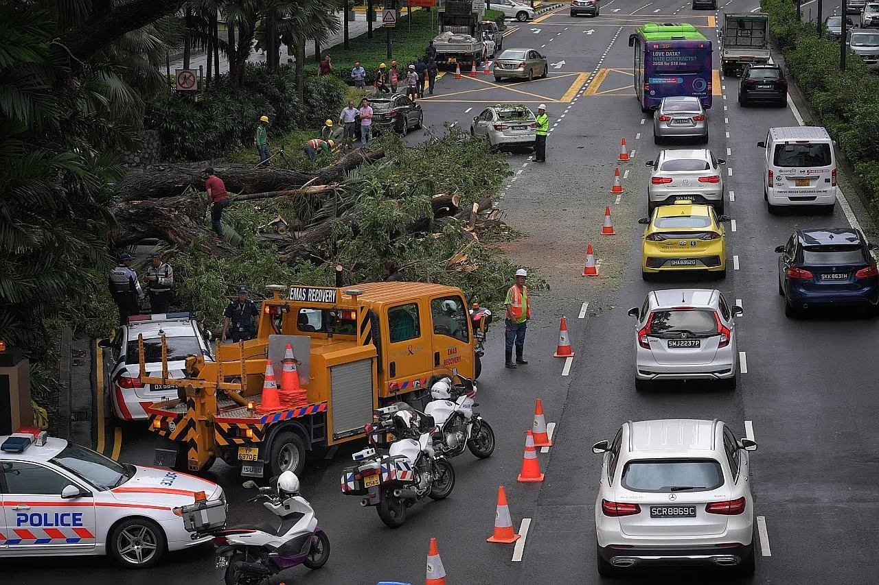 Sharp fall in 'tree incidents': NParks | The New Paper