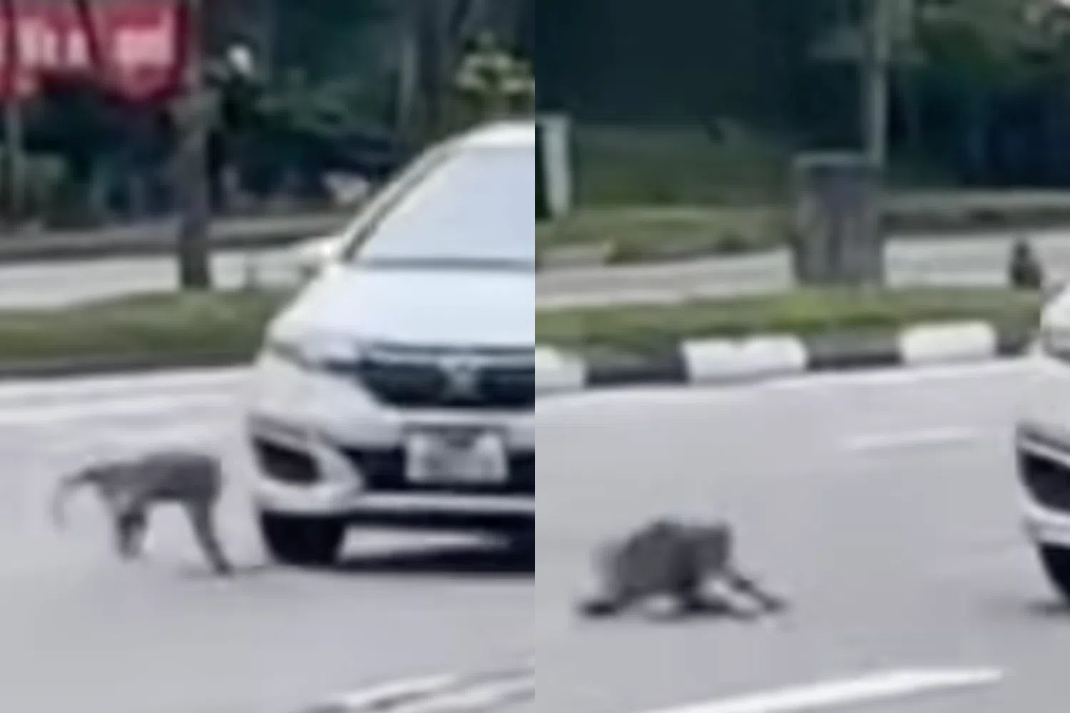 Monkeys attempt to cross Mandai Road; one gets hit by a car | The New Paper