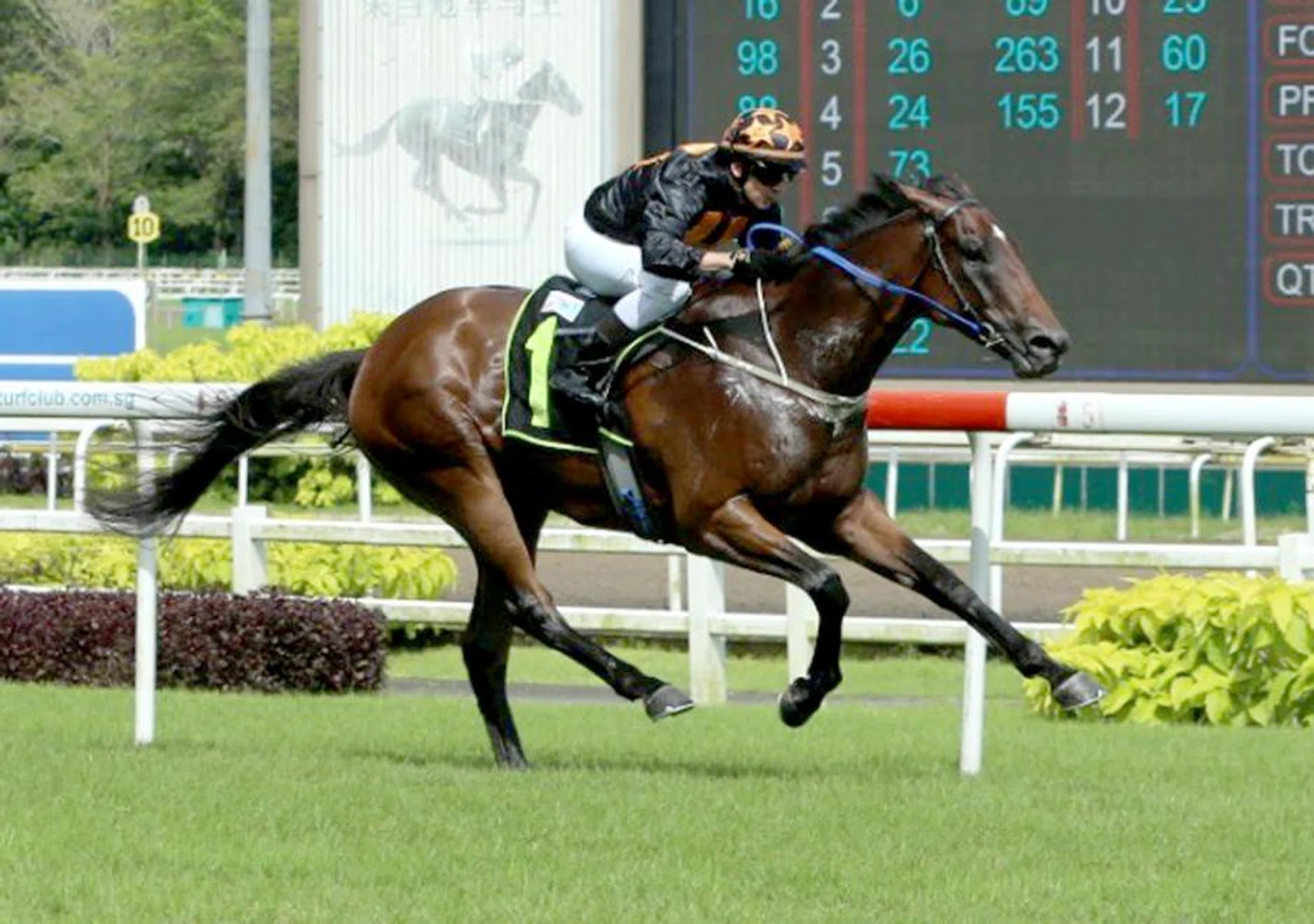 Getting ready for gold rush, Latest Sports News - The New Paper